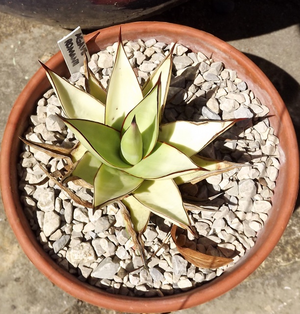 Le surprenant monde végétal: Agave x 'romani'