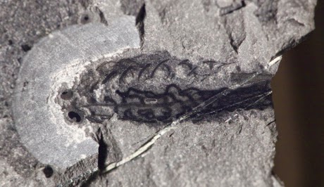 Occhi fragile: Metaspriggina, el origen de las mandíbulas en los ...