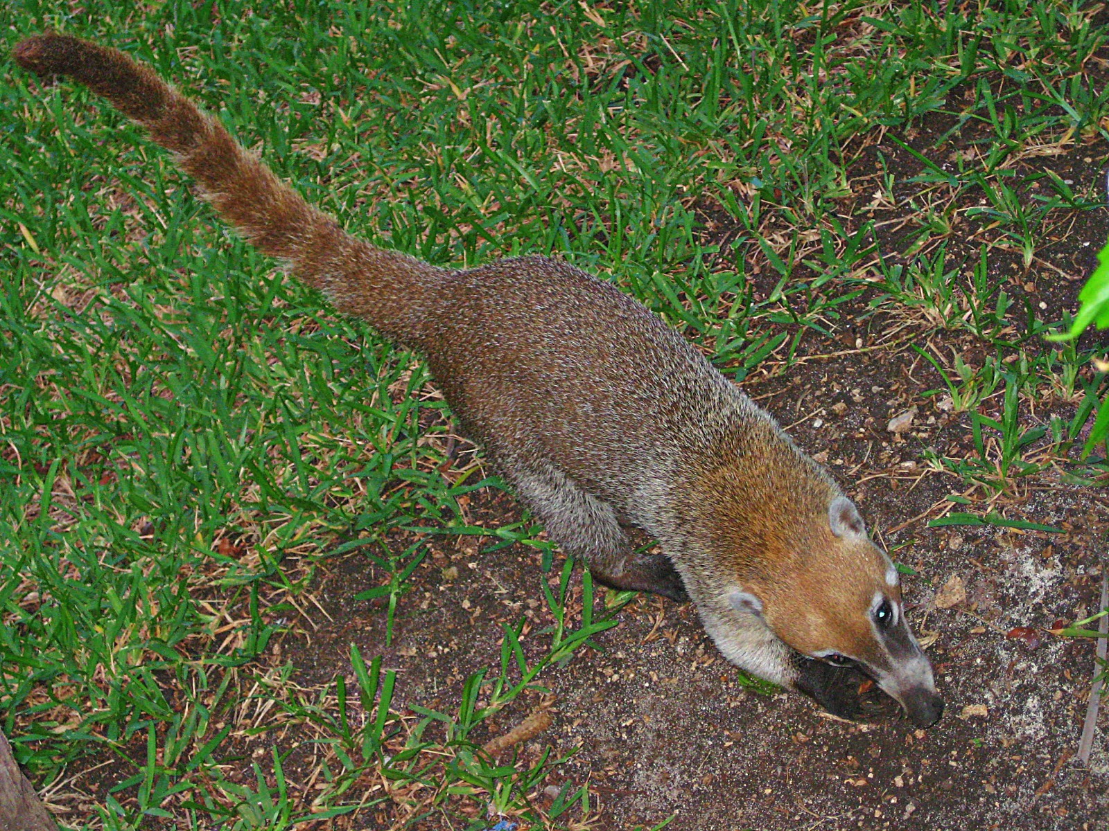 Wildlife Photography: Coati (Mexican tejon)