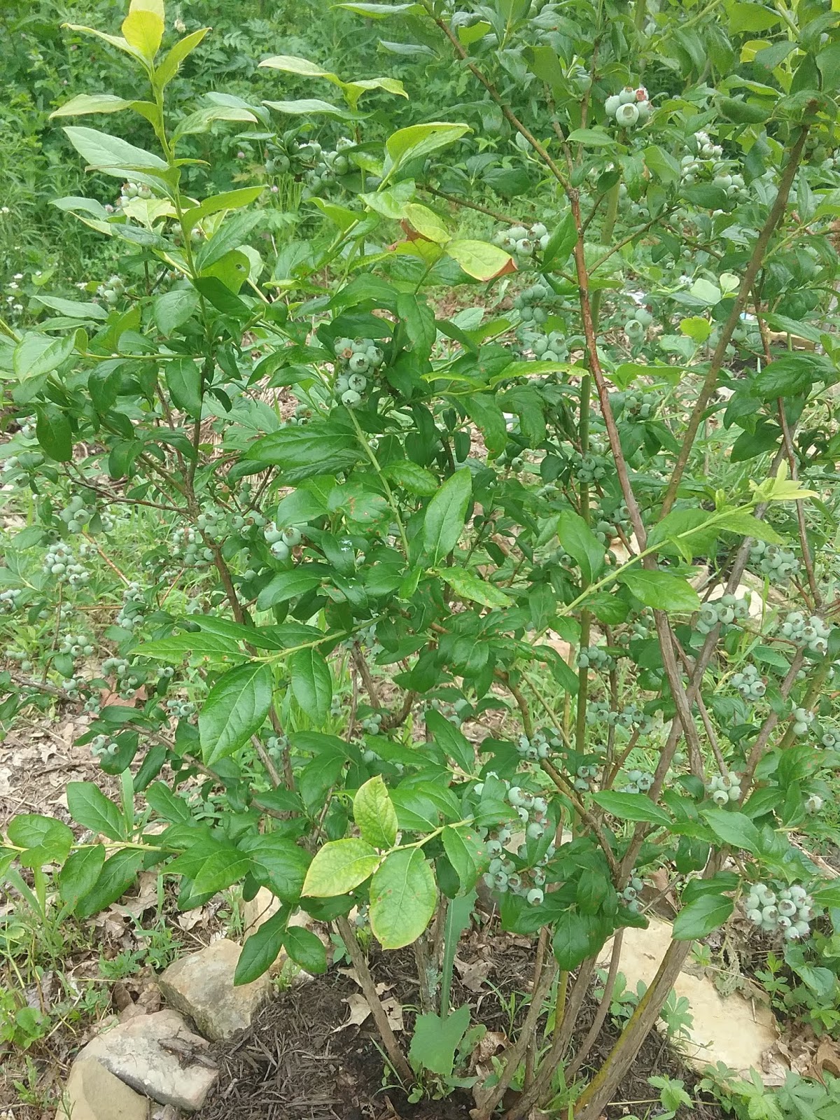 Vegans Living Off the Land: Blueberry & vertical trellis biodiverse garden