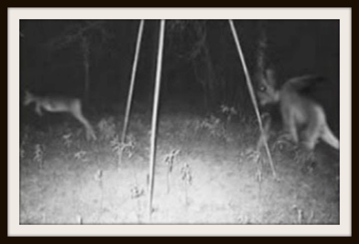 TOP 10 : LOS CRIPTIDOS MAS FAMOSOS | Lo mejor de lo mejor