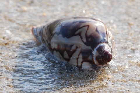 Singapore Wild Animals: Molluscs