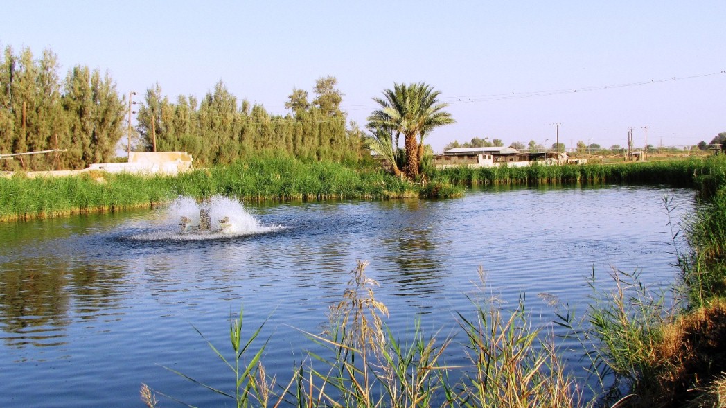 Birding for a Lark: The fish farm at Al Kharj