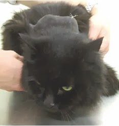 伊甸動物醫院: 貓咪與注射部位相關肉瘤 (Feline Injection Site-Associated Sarcomas)