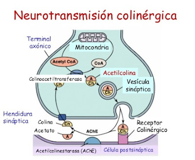 Ciencias biológicas: Unión neuromuscular