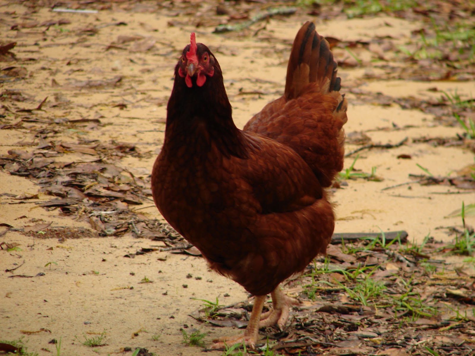Little Things of Texas: Introducing My Adult Hen Varieties