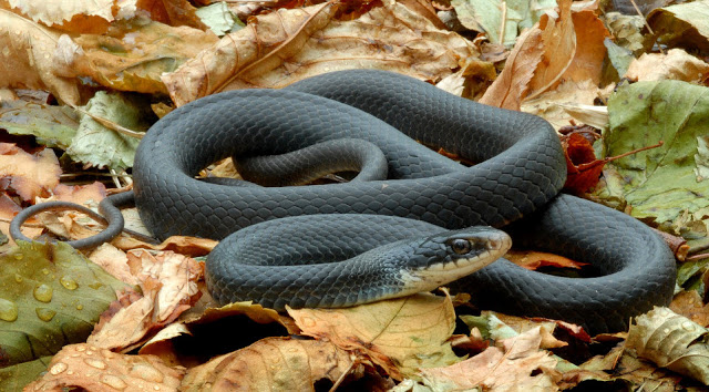 Black Cobra Snake Latest Facts And Pictures | All Wildlife Photographs