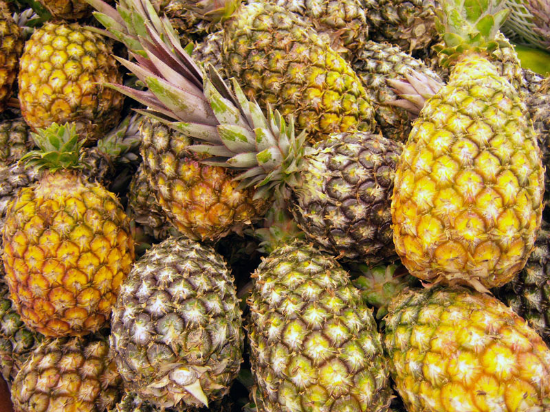 Abacaxi - Ananas sativus