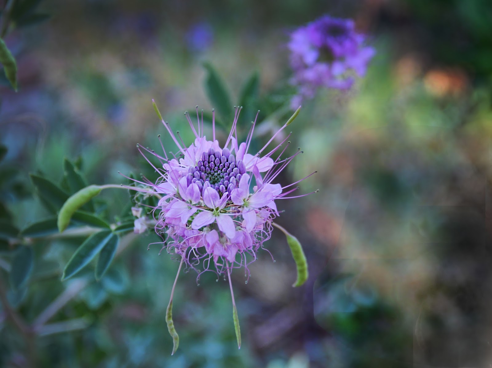 The Bird Still Sings: The Nature Remedy
