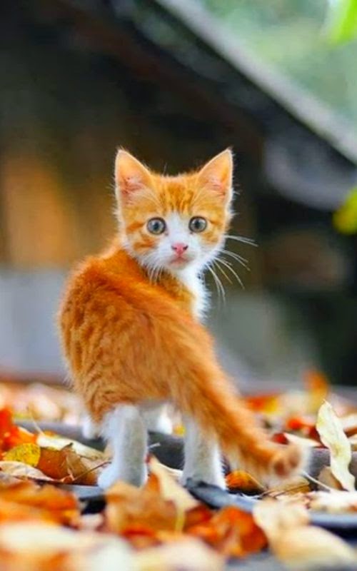 Choco Toujours: Autumn, leaves, cats - 4