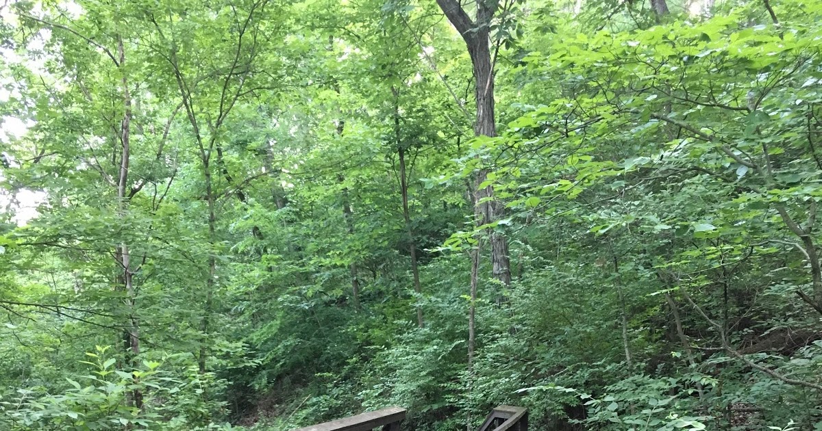 Forest 44 Conservation Area