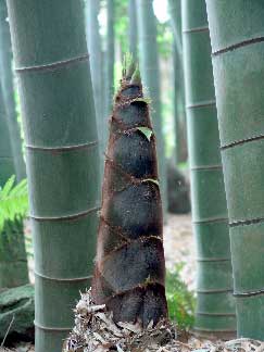 Nusantara Berarena Timur: REBUNG.. OH REBUNG
