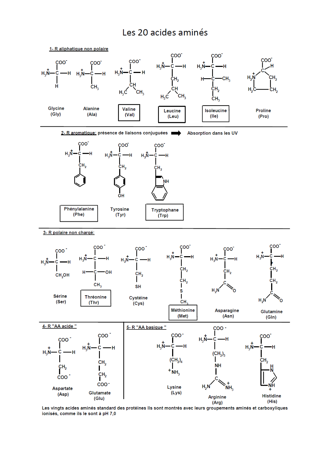 Biochimie Structurale et Métabolique: BIOCHIMIE STRUCTURALE - Les 20 ...