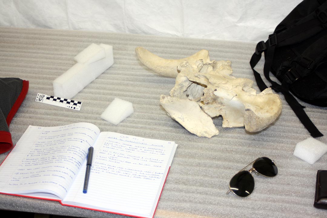 The Coastal Paleontologist: US research trip part 9: Charleston, South ...