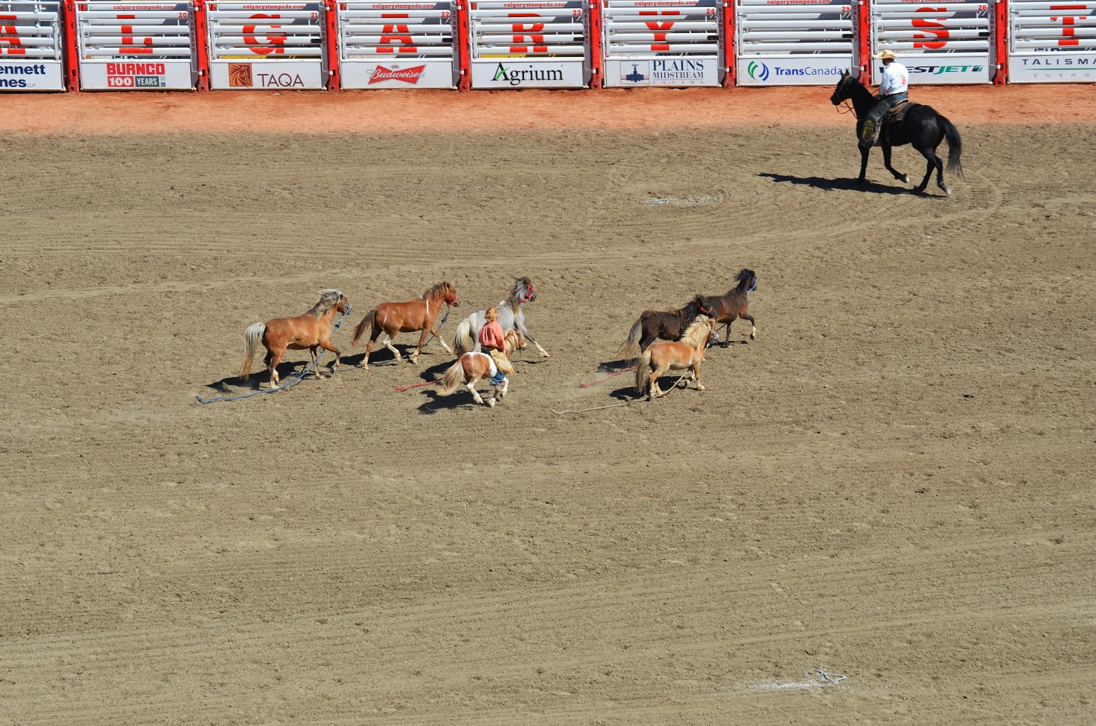 RVing Beach Bums: Calgary Stampede Rodeo (2)