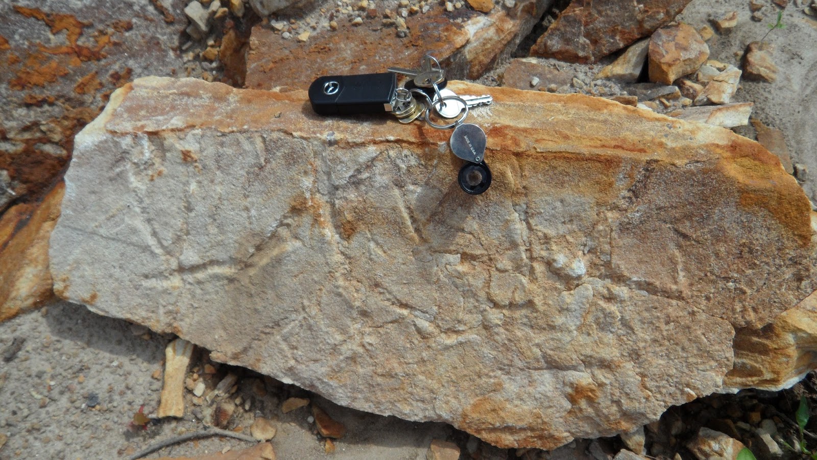 Fossils and Geology of Lanark County, Ontario: June 2015