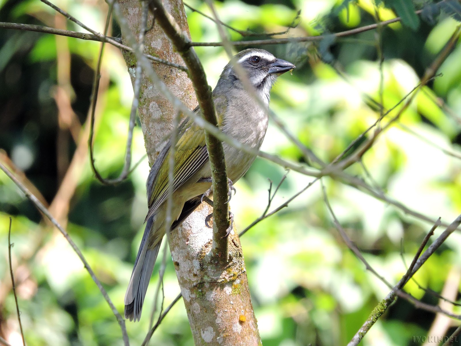 BUTZKE AGRÍCOLA E FLORESTAL - TAIÓ/SC: Trinca-ferro-verdadeiro ...