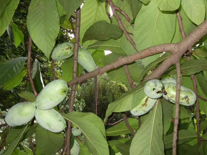 Cape Cod Paw Paw Trees & Fruits: What are Paw Paw's?