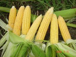 Deskripsi Tanaman Jagung Manis (Zea Mays Sp.) Yang Potensial