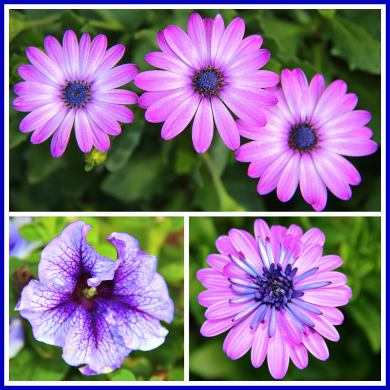 DIET COKE ROCKS: LET'S LOOK AT BORING PLANTS!