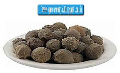 Berbagai Manfaat Manjakani (Quercus Infectoria / Quercus Lusitanica ...