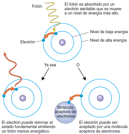 CIENCIA EPOANIS: Fotosíntesis