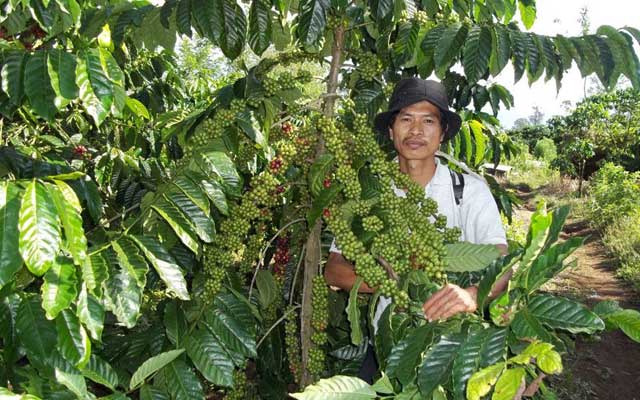 Pertanian Indonesia: Tips Budidaya Kopi Yang Benar Dan Baik