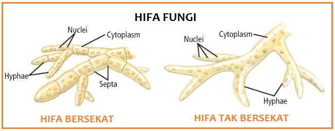 BIOLOGI GONZAGA: KINGDOM FUNGI