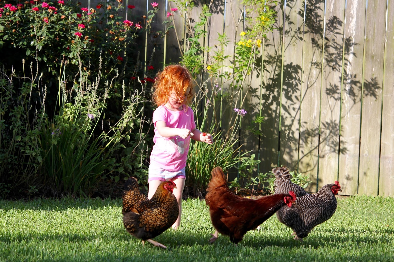 Poultry Palace and Gardens: Rose and the Chickens