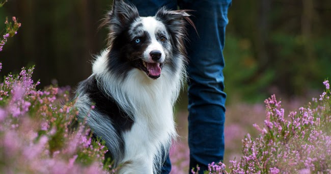 Choroby skóry u psa | Na psim tropie
