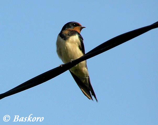 MERAUKE KOTA RUSA: Hewan Khas Papua