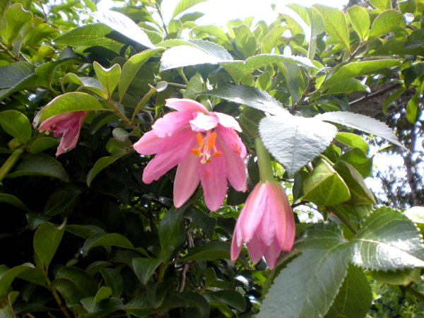Kauai Fine Art by Marionette Taboniar: Wild Flowers of Kokee and Waimea ...