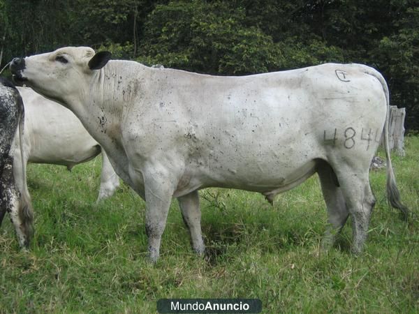 Ganado Bon Orejinegro: Transferencia de embriones