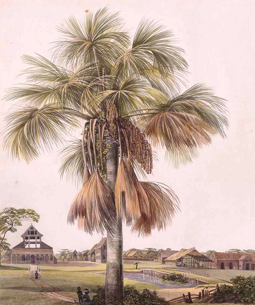 A palmeira Miriti e suas grandes ventarolas farfalhantes