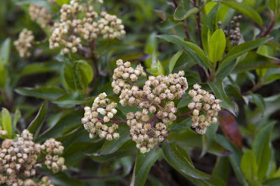 ANPP Animales y Plantas de Perú: Chilca - Baccharis Latifolia