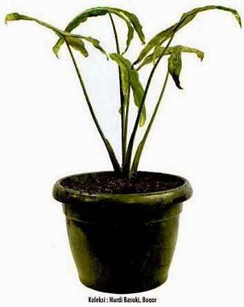 Alocasia longiloba | Planet Tanaman