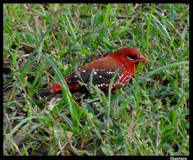 Indian Birds Photography: (delhibirdpix) Red Avadavat- East Kolkata ...