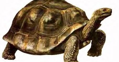 Escenarios prehistóricos: Colossochelys