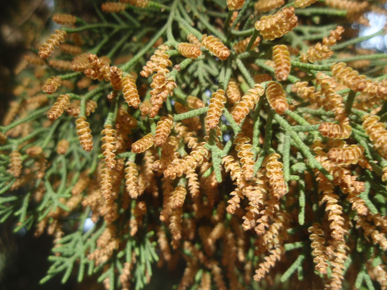 HERBARIO VIRTUAL DE BANYERES DE MARIOLA Y ALICANTE: Cupresus ...