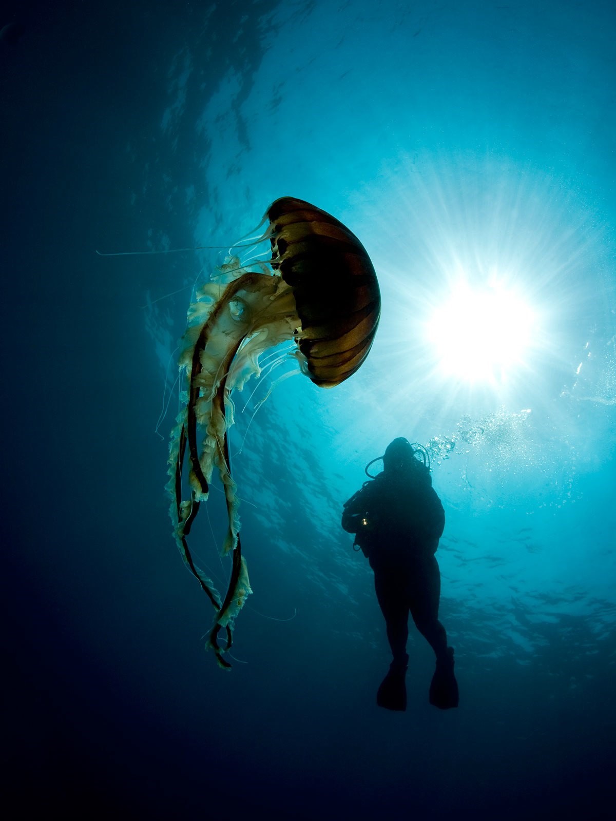 Amazing Underwater Photography | Most Beautiful