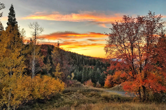 Life of Tracy: Autumn in Payson Canyon