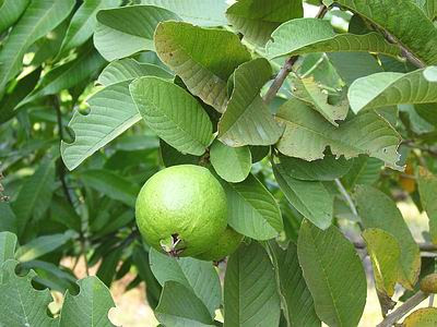 Guava Health Benefits and Medicinal Properties
