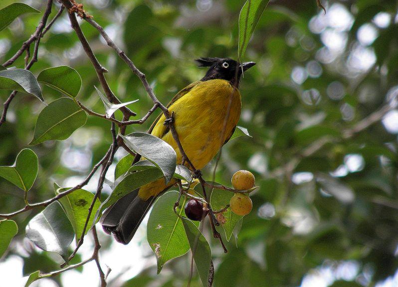 Bird Pictures and Information