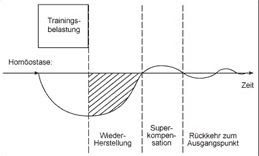 Gesundes Training: Das Prinzip der Superkompensation im Krafttraining