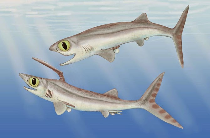 Τέχνης Σύμπαν και Φιλολογία: Ο «πρωτότυπος» καρχαρίας. Ozarcus mapesae ...