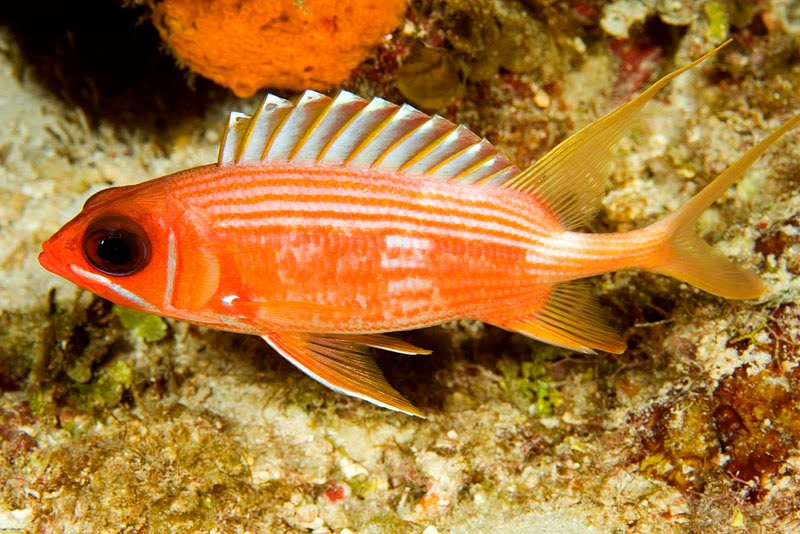 Mundo Oceanico: Candil