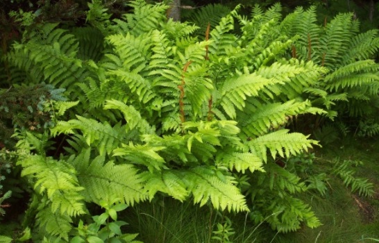 DICCIONARIO DE BIOLOGIA: ¿QUÉ SON TRAQUEOFITAS?