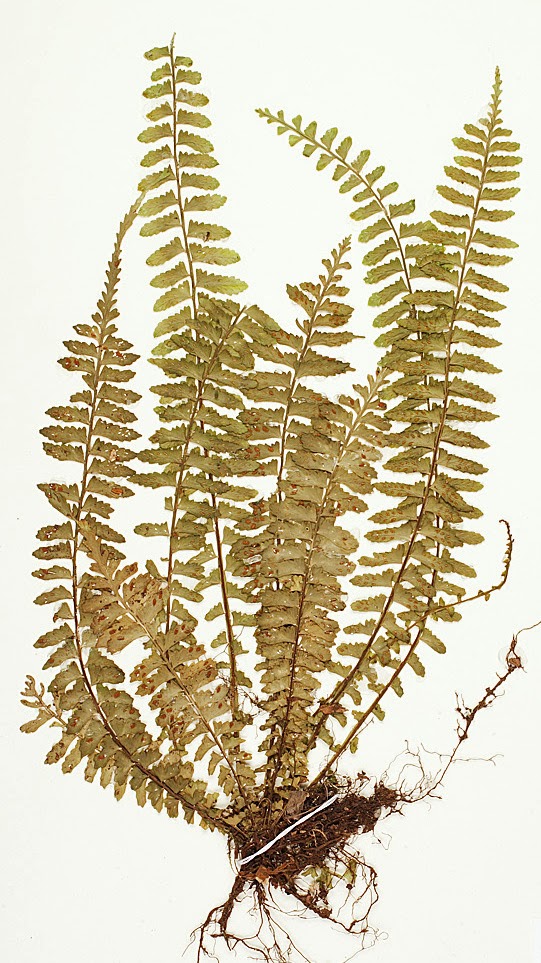 Flora de Puerto Rico Ilustrada Papo Vives: FERN-ASPLENIACEAE-ASPLENIUM ...