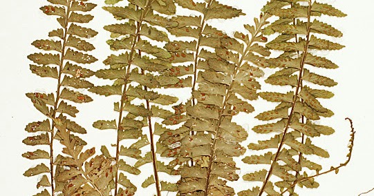 Flora de Puerto Rico Ilustrada Papo Vives: FERN-ASPLENIACEAE-ASPLENIUM ...