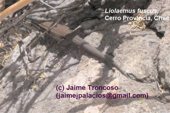 Argentina nativa: Lagartija oscura (Liolaemus fuscus)